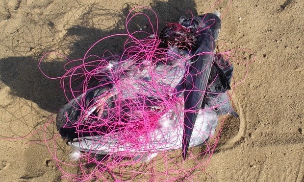 Why kite flying festival (Makar Sankranti) must be banned in India ...